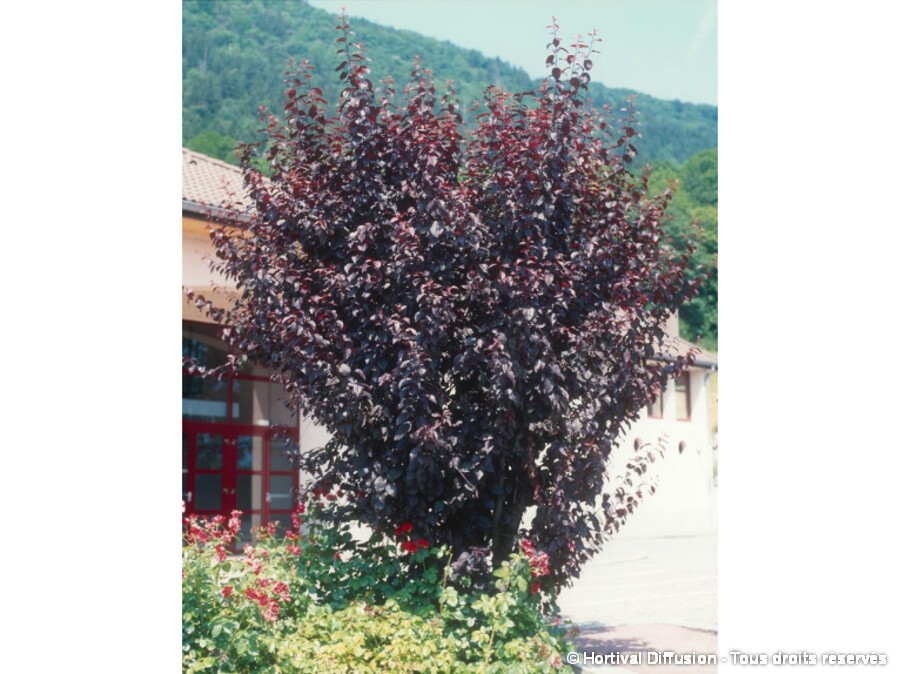 Prunier myrobolan pourpre = Pissardii | Silence, ça pousse