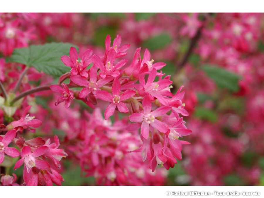 Groseillier à fleurs Pulborough Scarlet Selection | Silence, ça pousse