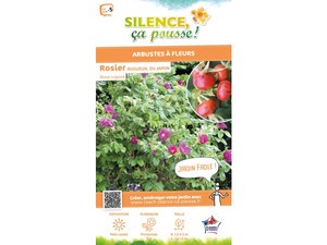 Rosier rugueux, Rosier du Japon | Silence, ça pousse