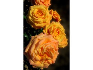 Rosier à fleurs groupées AMBER FLUSH® | Silence, ça pousse
