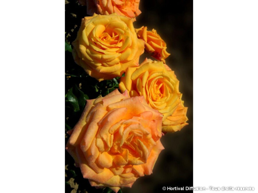 Rosier à fleurs groupées AMBER FLUSH® | Silence, ça pousse