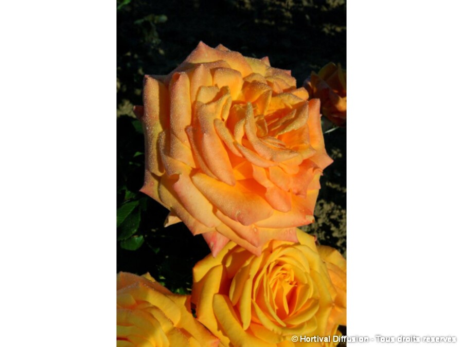 Rosier à fleurs groupées AMBER FLUSH® | Silence, ça pousse