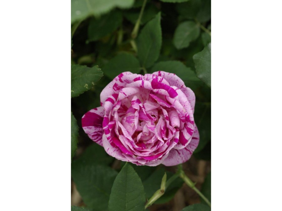 Rosier ancien Hybride remontant Ferdinand Pichard | Silence, ça pousse