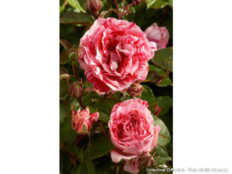 Rosier à fleurs groupées SCENTIMENTAL® | Silence, ça pousse