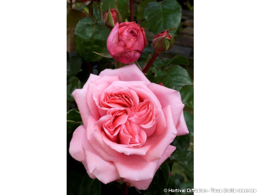 Rosier à grandes fleurs SPECIAL ANNIVERSARY® | Silence, ça pousse