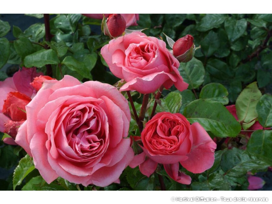 Rosier à grandes fleurs SPECIAL ANNIVERSARY® | Silence, ça pousse