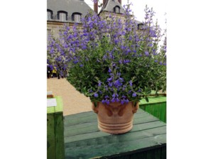 Sauge Hybride à petites feuilles Blue Note | Silence, ça pousse