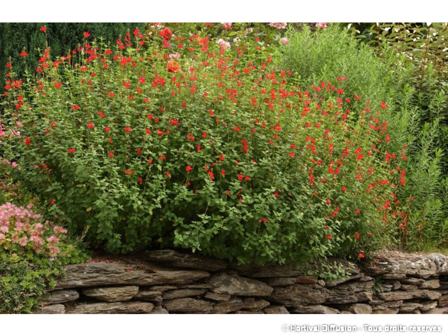 Sauge à petites feuilles de Graham | Silence, ça pousse