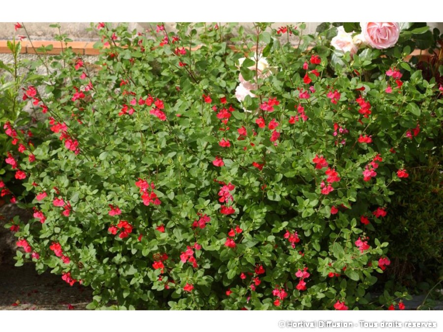 Sauge à petites feuilles de Graham | Silence, ça pousse