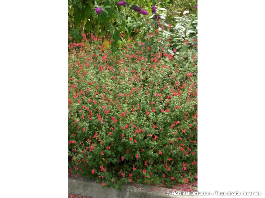 Sauge à petites feuilles de Graham | Silence, ça pousse