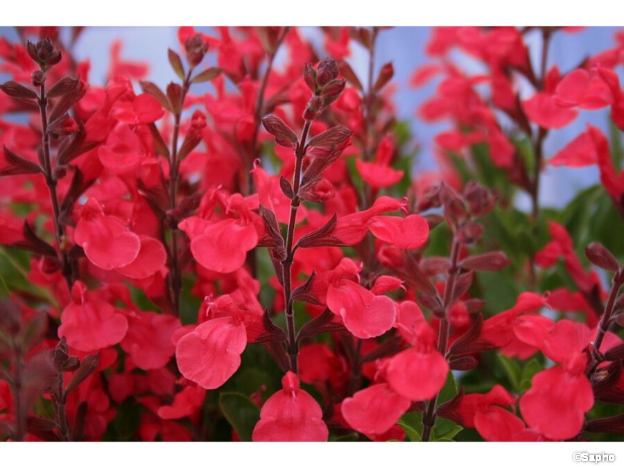 Sauge Hybride à petites feuilles Flammenn | Silence, ça pousse