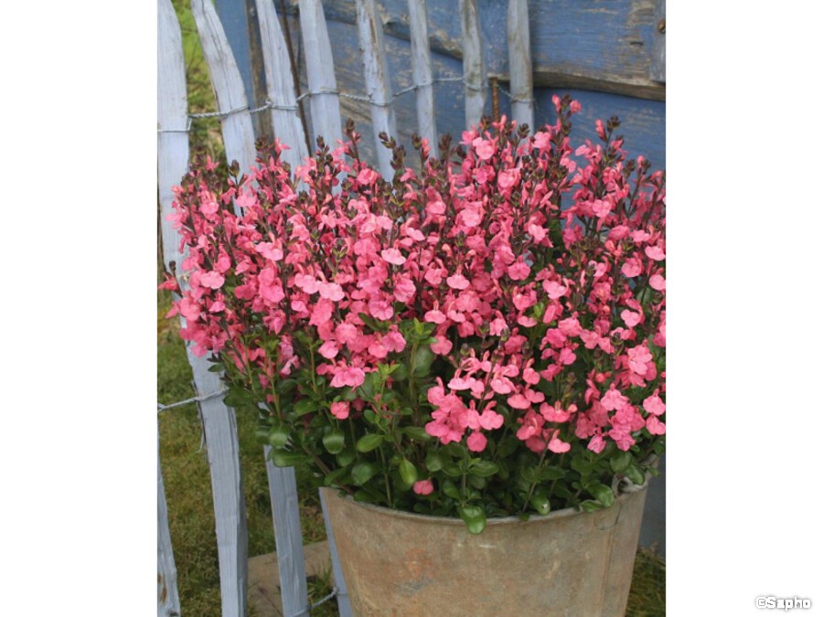 Sauge Hybride à petites feuilles Pluenn | Silence, ça pousse