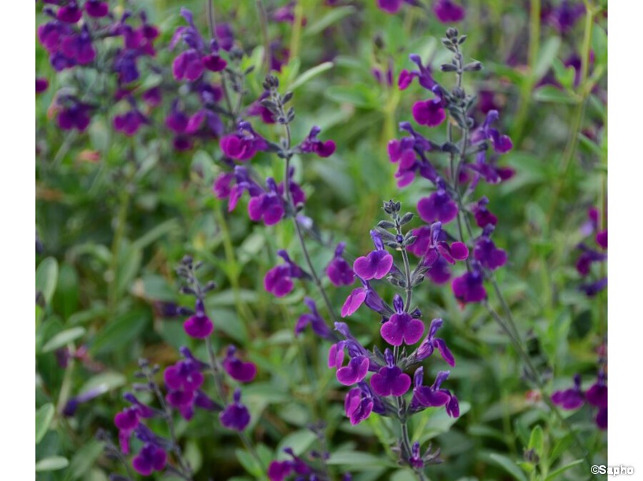 Sauge Hybride à petites feuilles Violette de Loire | Silence, ça pousse