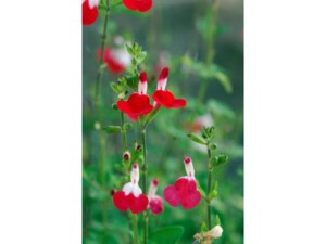 Sauge à petites feuilles Hot Lips | Silence, ça pousse