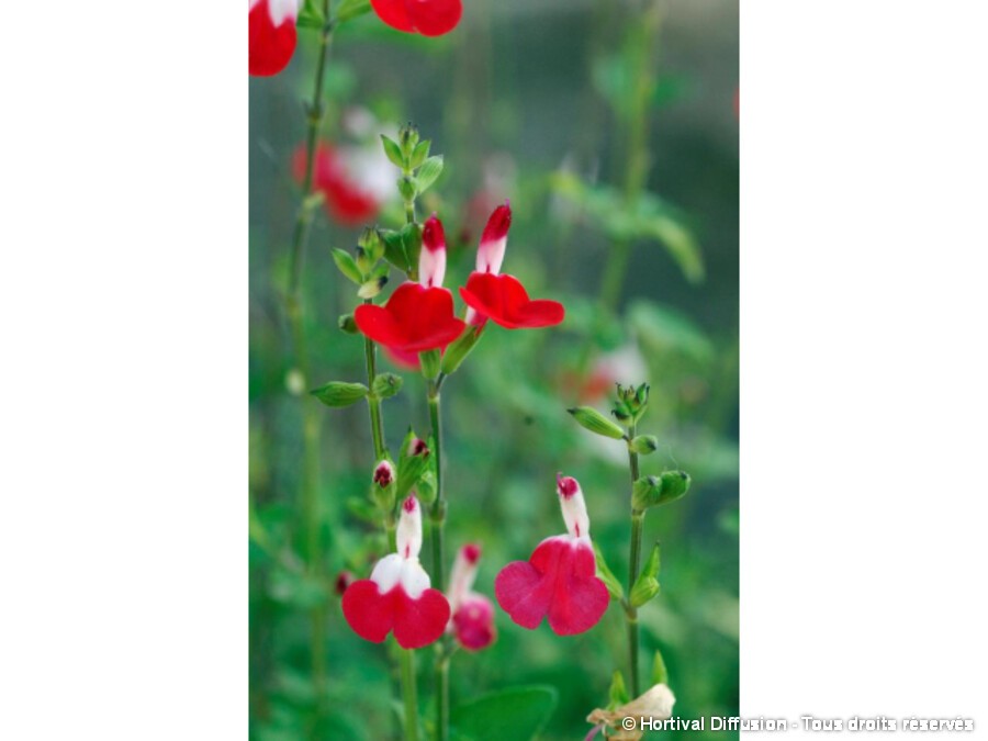 Sauge à petites feuilles Hot Lips | Silence, ça pousse