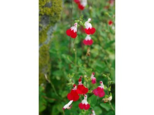 Sauge à petites feuilles Hot Lips | Silence, ça pousse