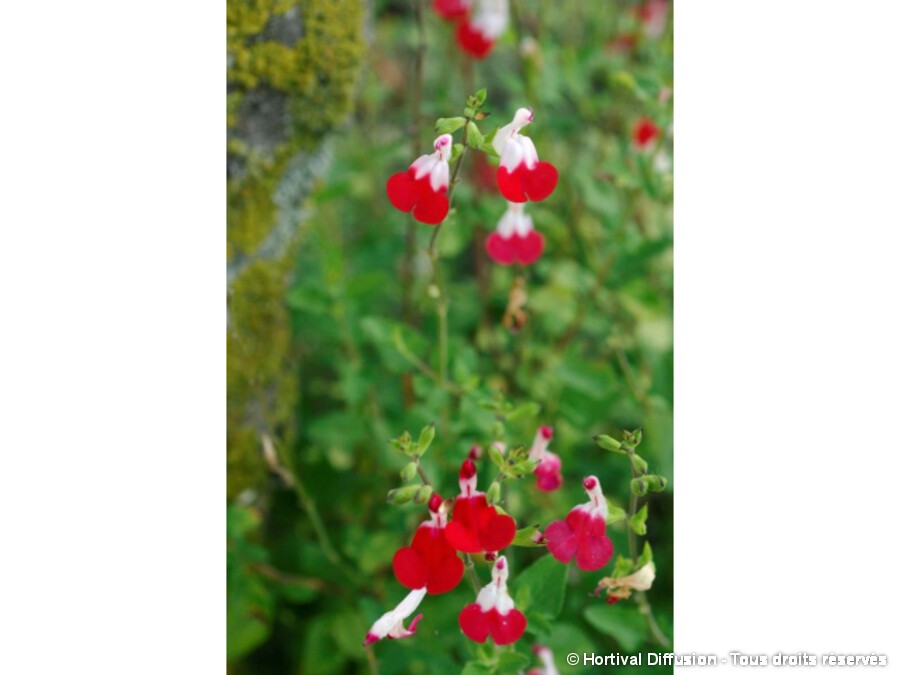 Sauge à petites feuilles Hot Lips | Silence, ça pousse