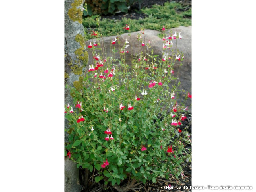 Sauge à petites feuilles Hot Lips | Silence, ça pousse