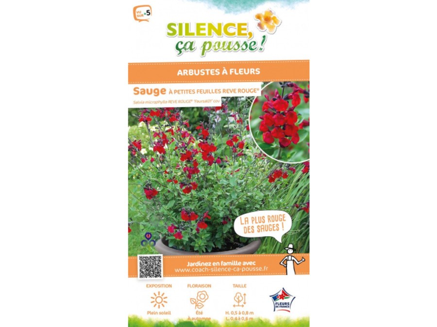 Sauge à petites feuilles Rêve Rouge® | Silence, ça pousse