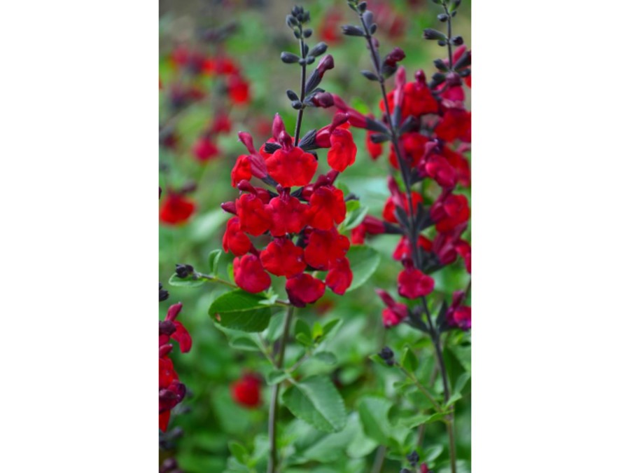 Sauge à petites feuilles Rêve Rouge® | Silence, ça pousse