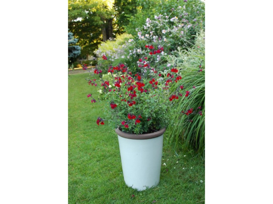 Sauge à petites feuilles Rêve Rouge® | Silence, ça pousse