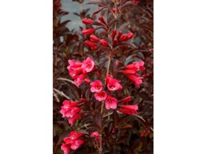 Weigelia Alexandra | Silence, ça pousse