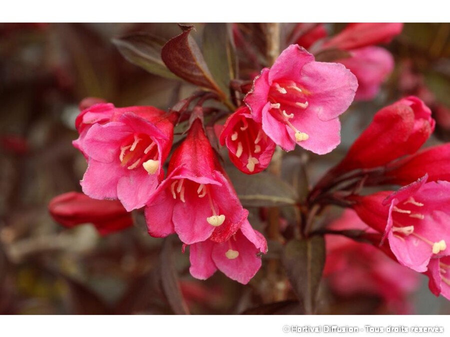 Weigelia Alexandra | Silence, ça pousse