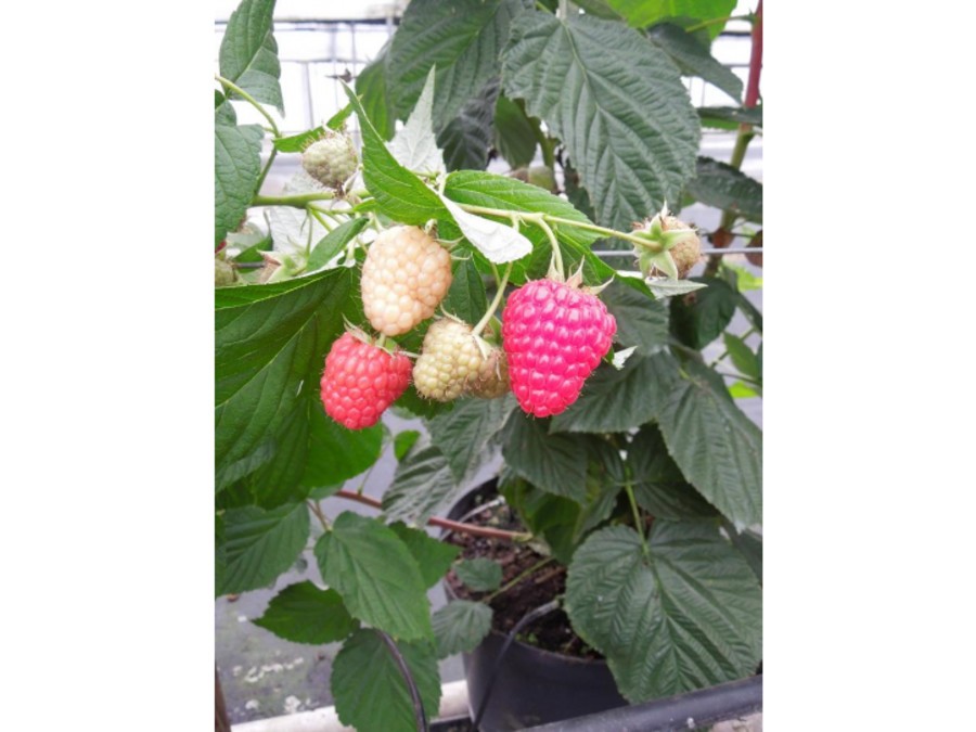 Framboisier Versailles | Silence, ça pousse