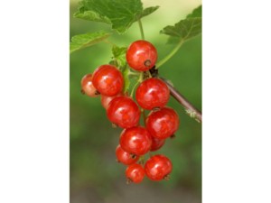 Groseillier à grappes Jonkheer van Tets | Silence, ça pousse