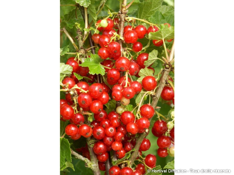 Groseillier à grappes Jonkheer van Tets | Silence, ça pousse