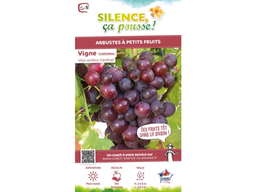 Vigne Cardinal | Silence, ça pousse