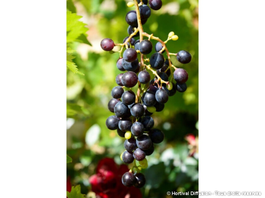 Vigne Muscat bleu | Silence, ça pousse