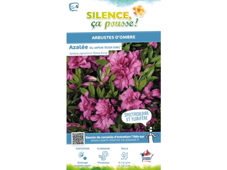 Azalée japonaise Rosa King | Silence, ça pousse