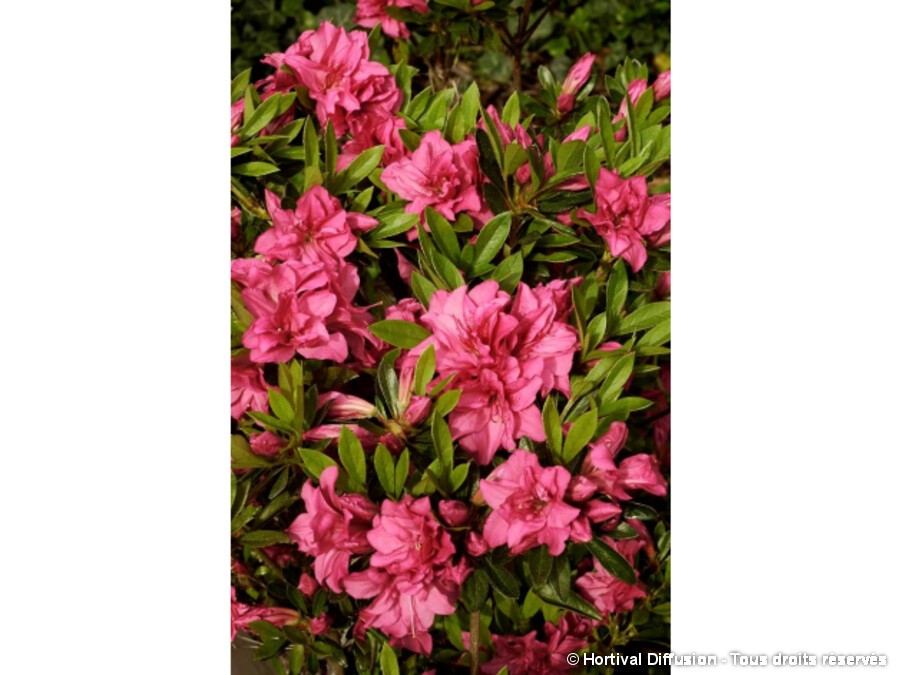 Azalée japonaise Rosa King | Silence, ça pousse