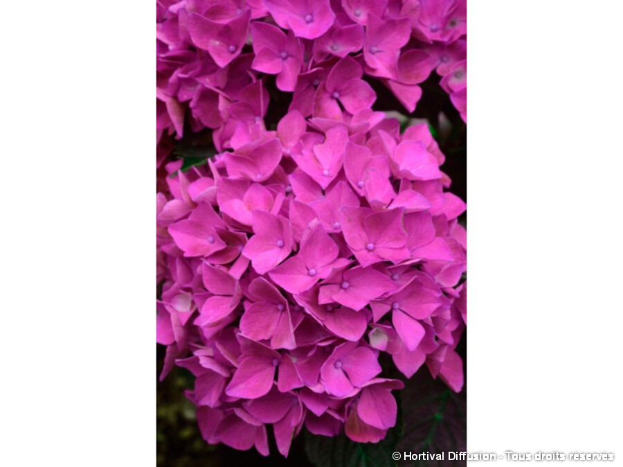 Hortensia AMOR® | Silence, ça pousse
