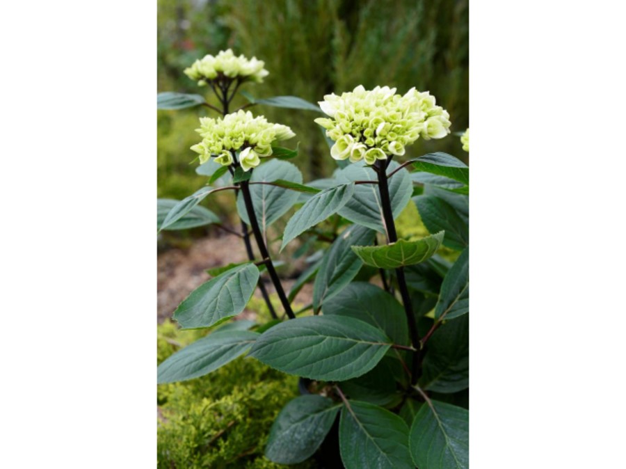 Hortensia CHOC CHIC® | Silence, ça pousse