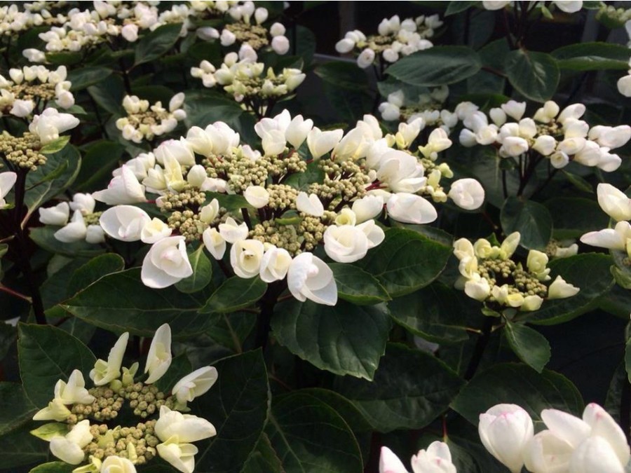Hortensia CHOC CHIC® | Silence, ça pousse