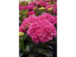 Hortensia Julisa | Silence, ça pousse