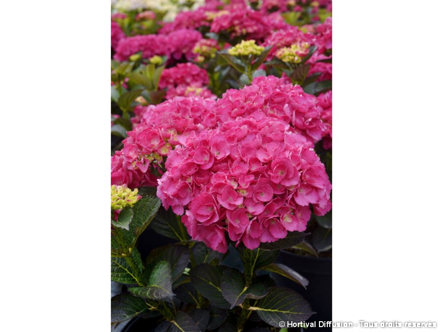 Hortensia Julisa | Silence, ça pousse