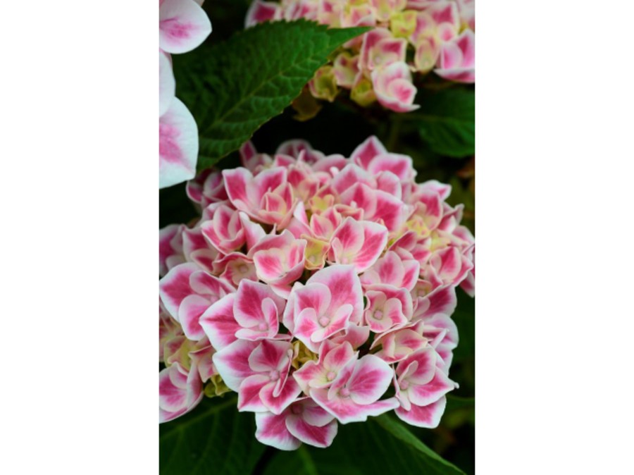 Hortensia RED ACE® | Silence, ça pousse