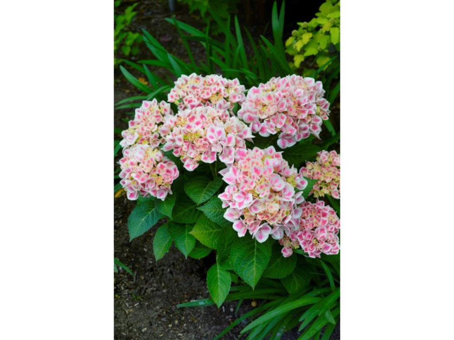 Hortensia RED ACE® | Silence, ça pousse