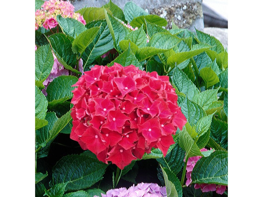 Hortensia ROYAL RED® | Silence, ça pousse