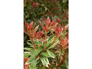 Andromède du Japon Little Heath Variegata | Silence, ça pousse