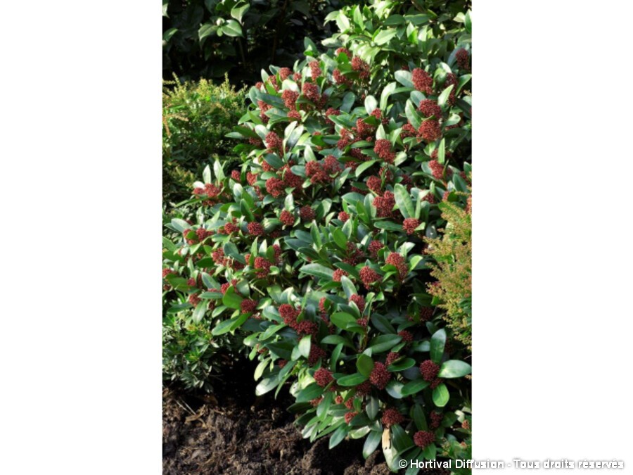 Skimmia Rubella | Silence, ça pousse