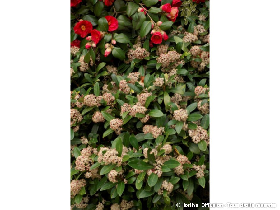 Skimmia Rubella | Silence, ça pousse