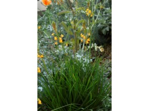 Bulbine frutescens Hallmark | Silence, ça pousse