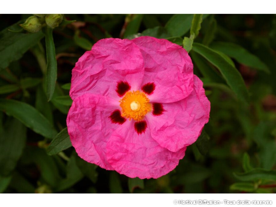 Ciste pourpre | Silence, ça pousse