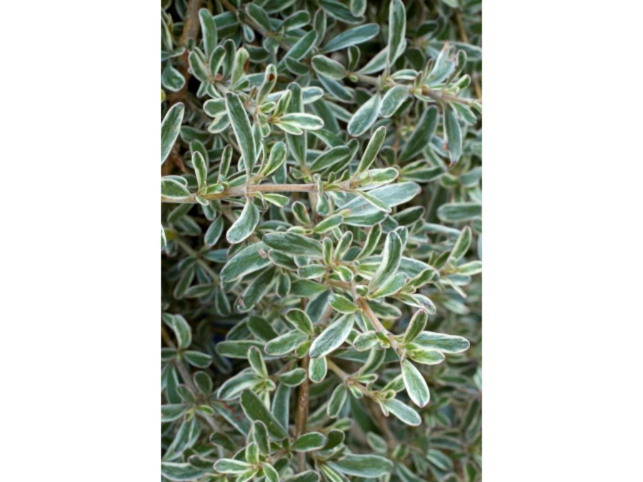 Coprosma kirkii Variegata | Silence, ça pousse