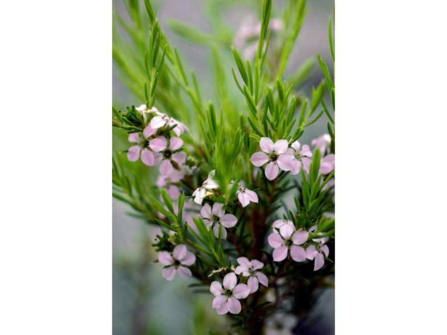 Diosma Pink Fountain | Silence, ça pousse