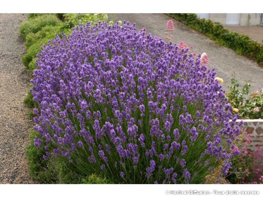 Lavande vraie Dwarf Blue = Naine Bleue | Silence, ça pousse